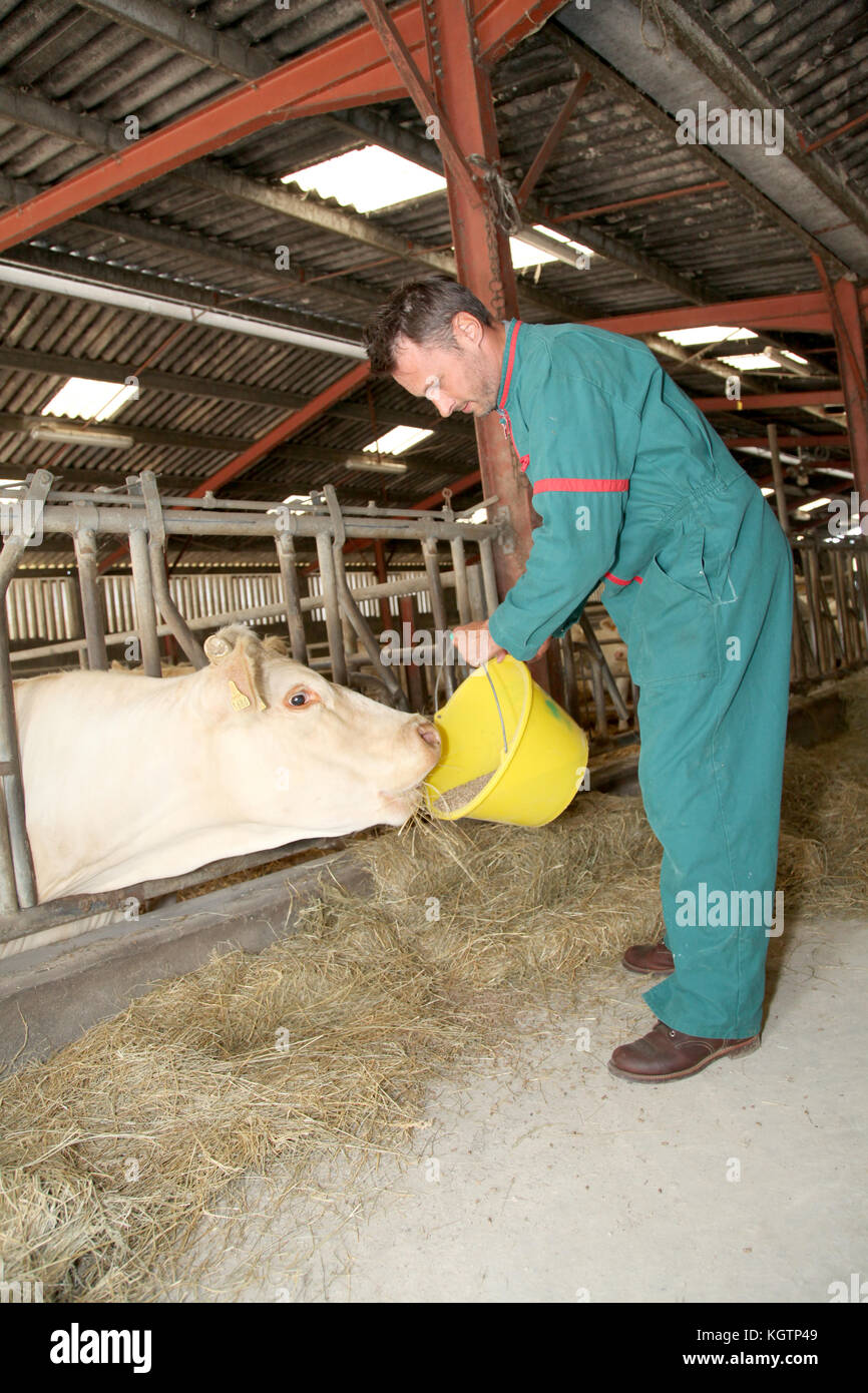 Farmer feeding cows in barn Stock Photo - Alamy