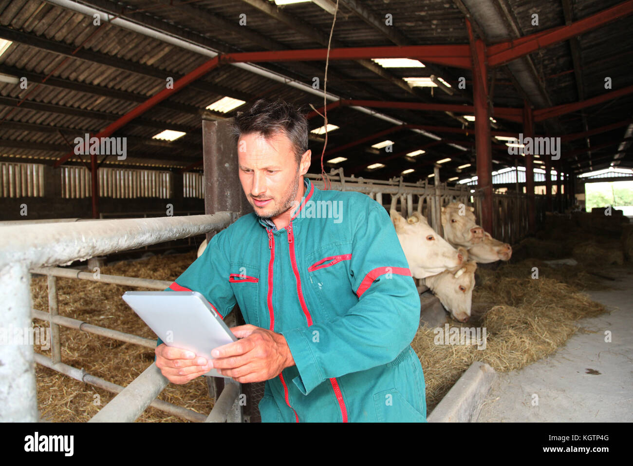Farmer in barn using electronic tablet Stock Photo - Alamy