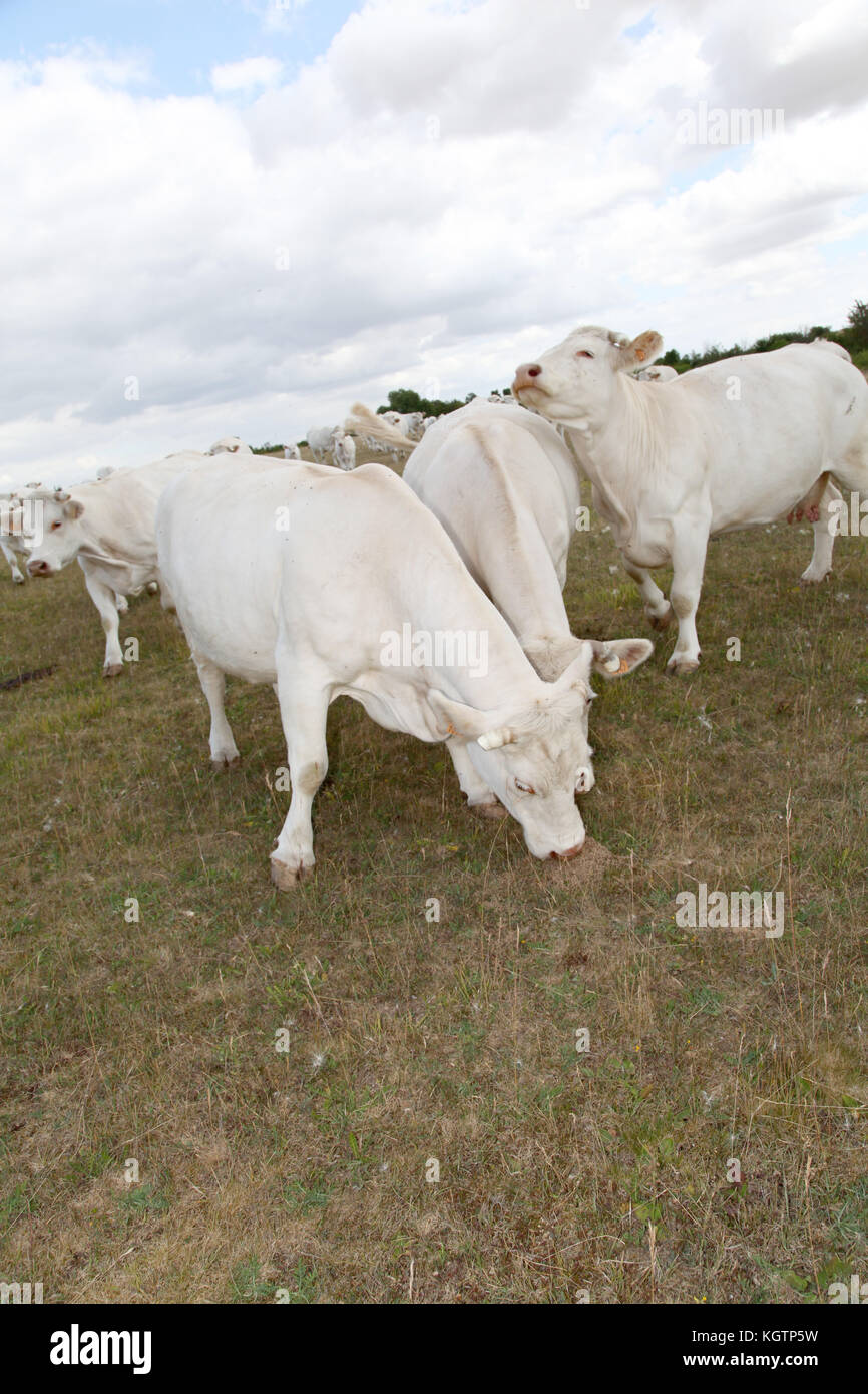 Cattle in country field Stock Photo - Alamy