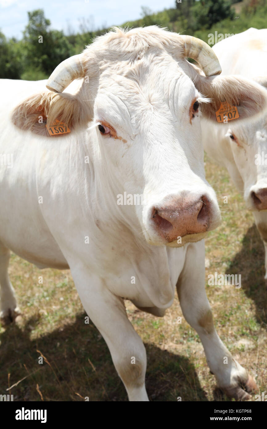 Cattle in country field Stock Photo - Alamy