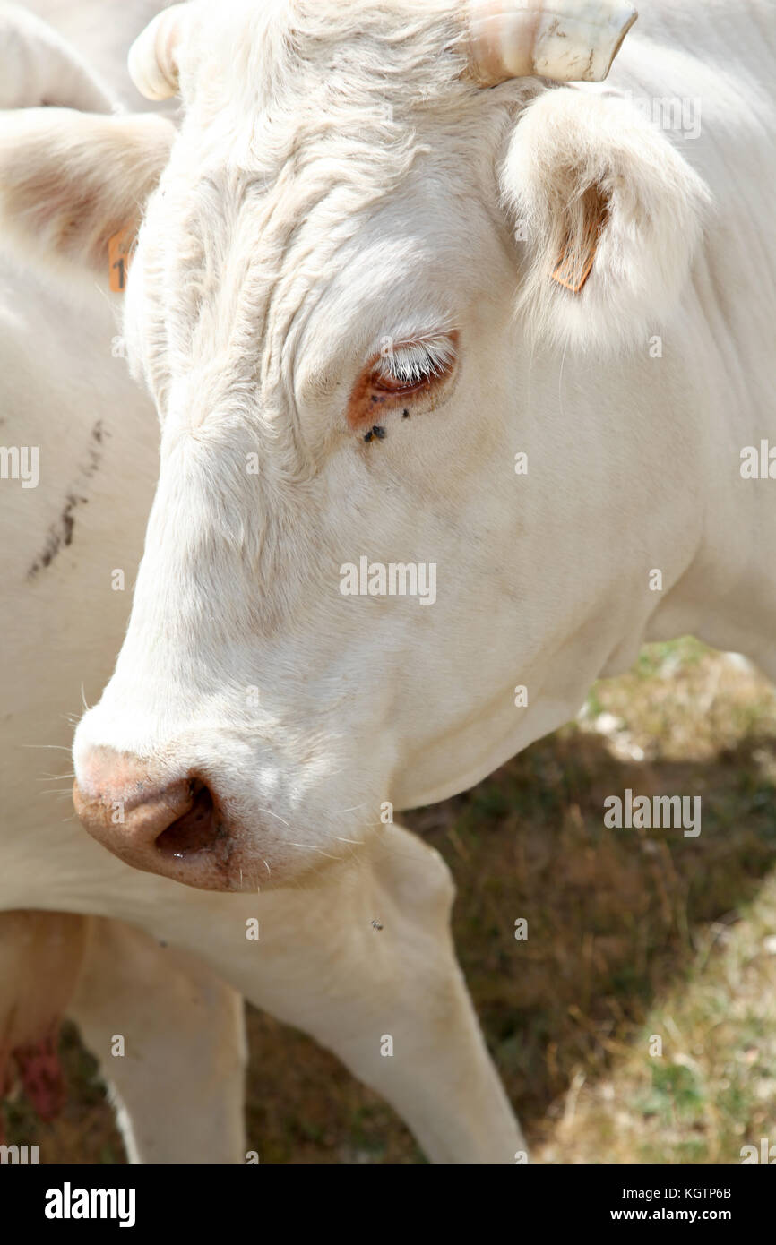 Closeup on white cows Stock Photo - Alamy