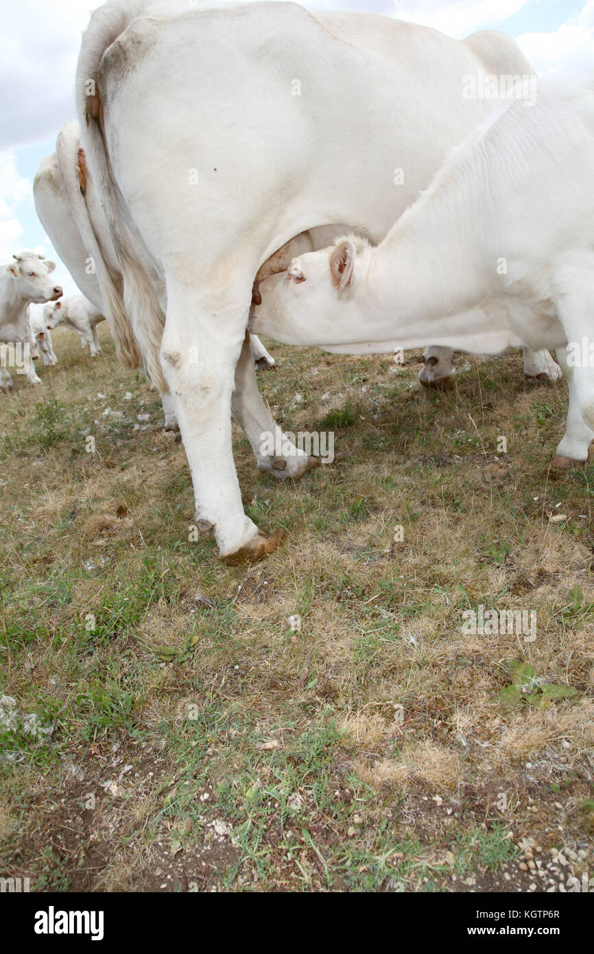 Closeup on calf suckling cow udder Stock Photo - Alamy
