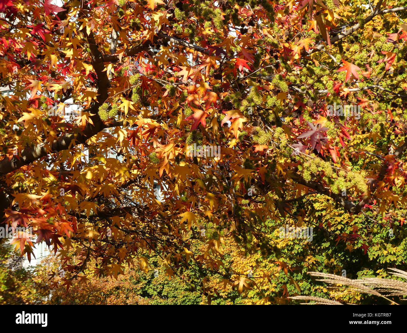 Vivid orange red yellow foliage autumn background Stock Photo - Alamy