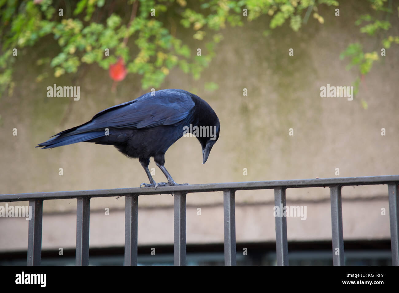 Black bird raven sitting on fence looking down Stock Photo - Alamy