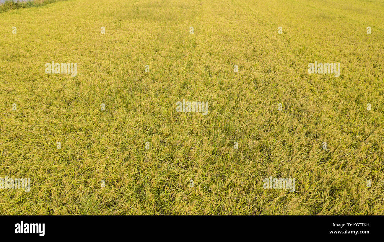 An aerial view of Paddy Stock Photo - Alamy