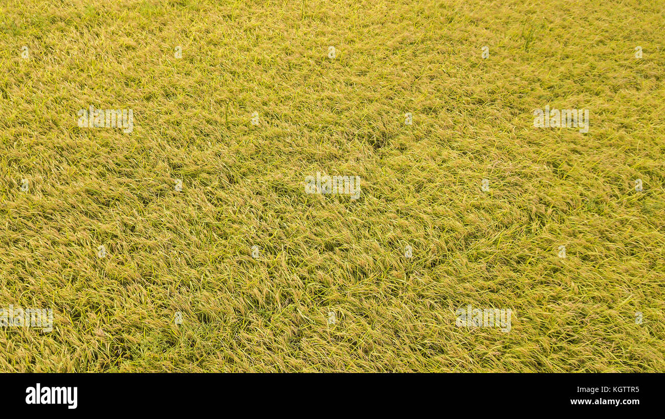 An aerial view of Paddy Stock Photo - Alamy