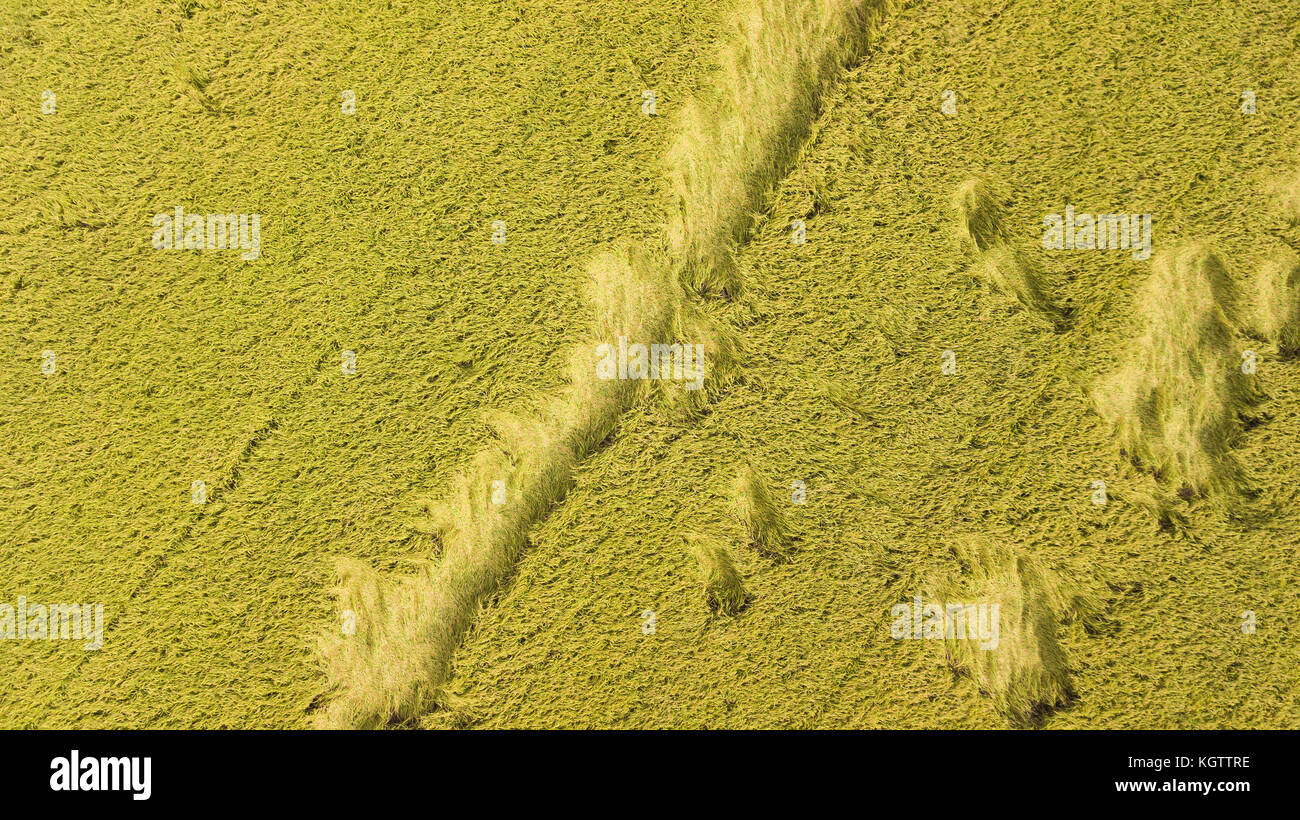 An aerial view of Paddy Stock Photo - Alamy
