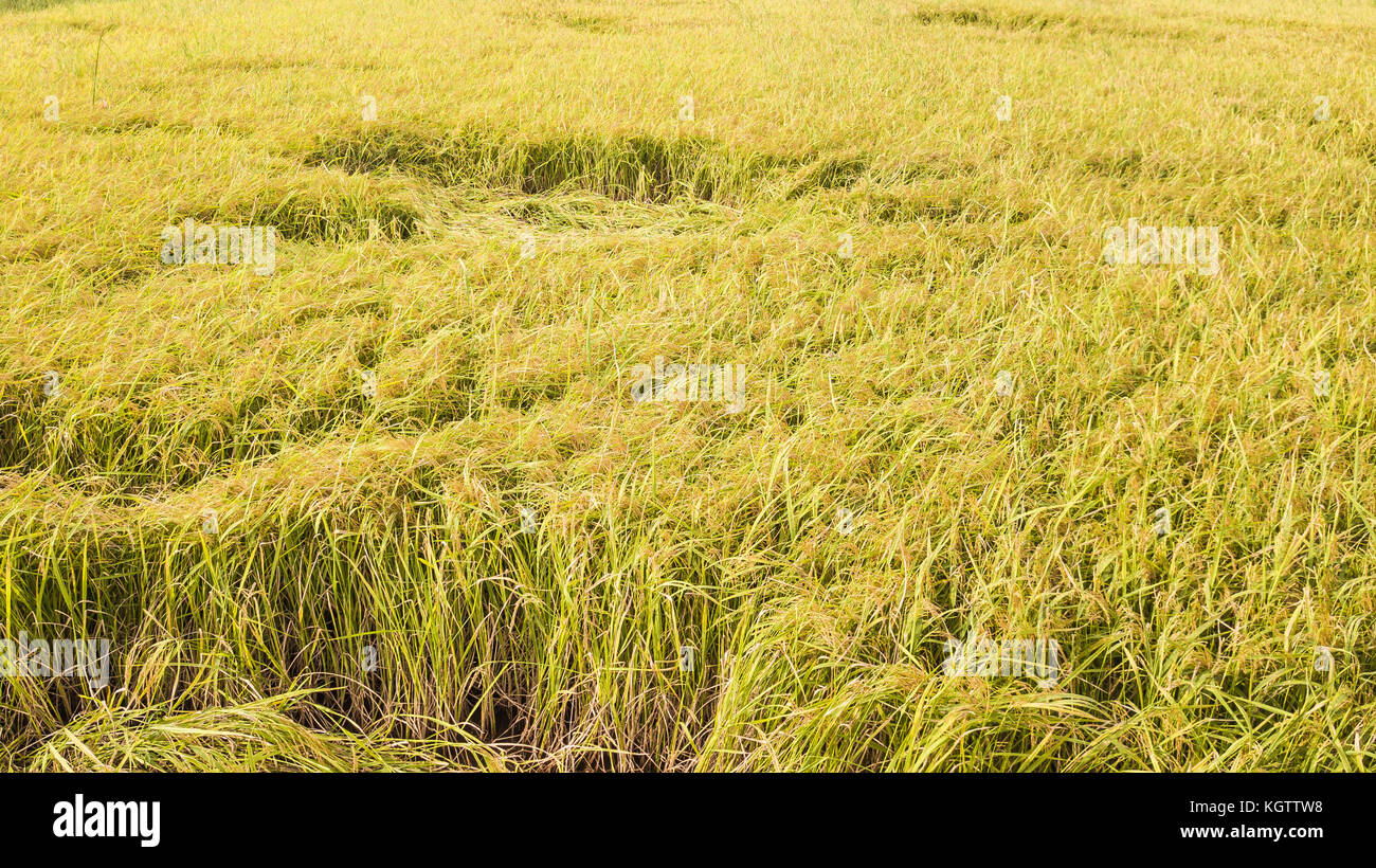 An aerial view of Paddy Stock Photo - Alamy
