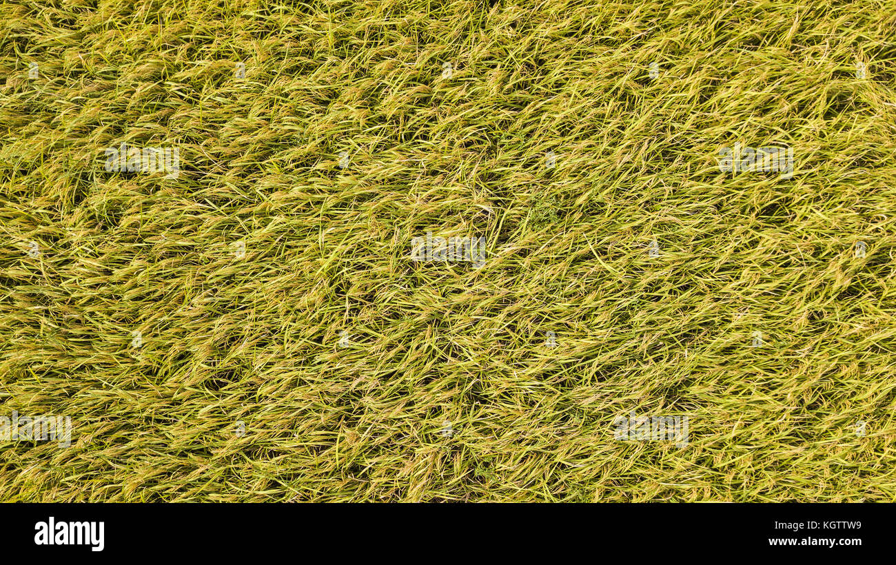 An aerial view of Paddy Stock Photo - Alamy