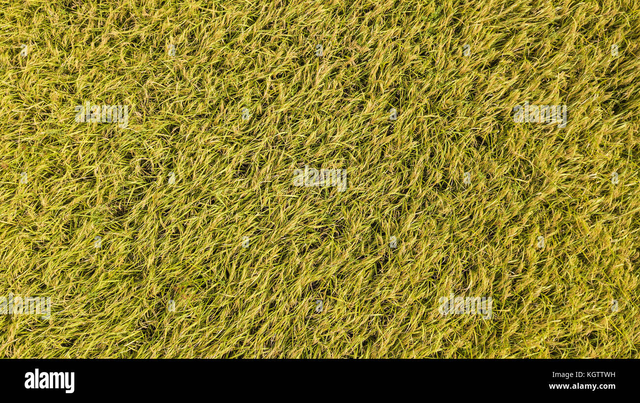 An aerial view of Paddy Stock Photo - Alamy