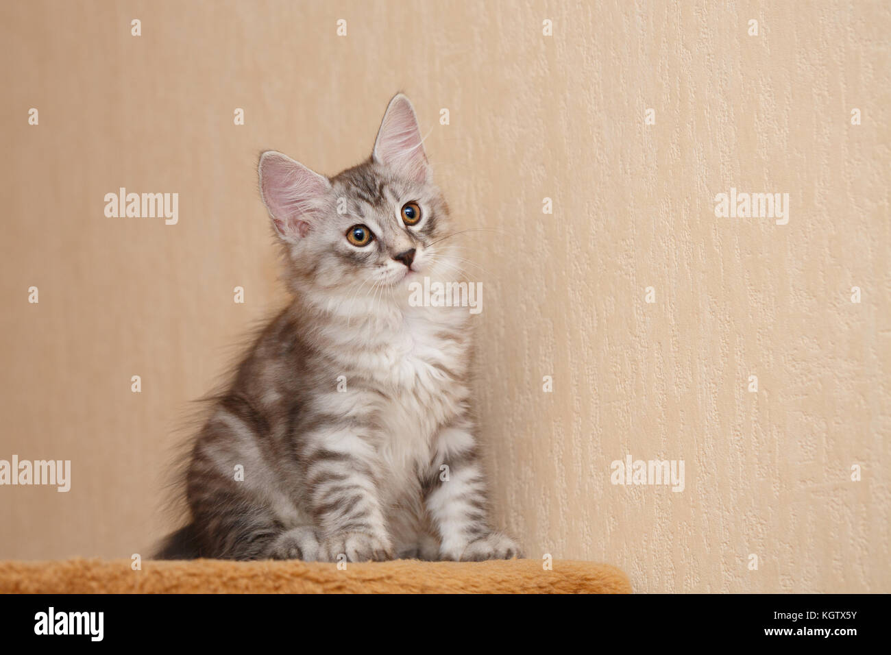 Cute little kitty Bobtail. Pets. Hypoallergenic cat breed. Portrait of ...