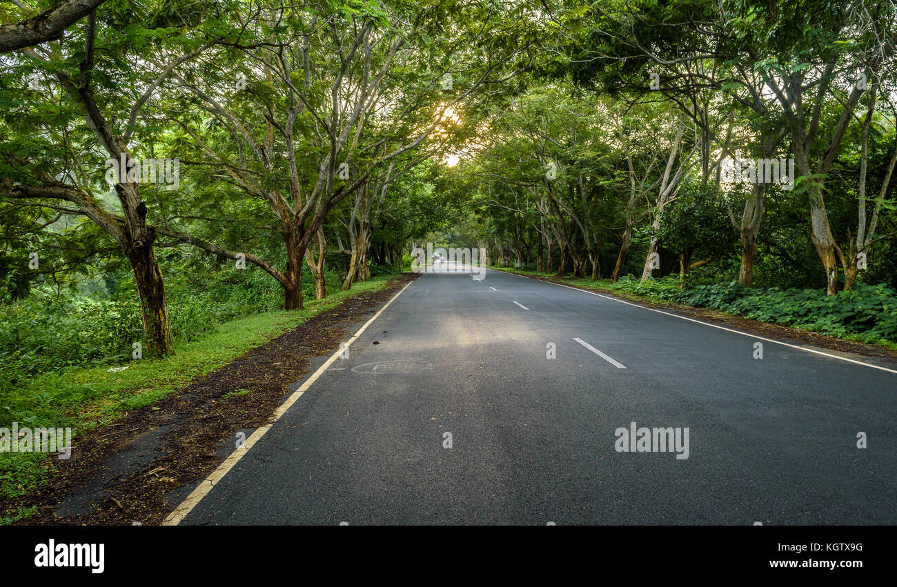 Indian National Highway with canopy of trees Stock Photo - Alamy