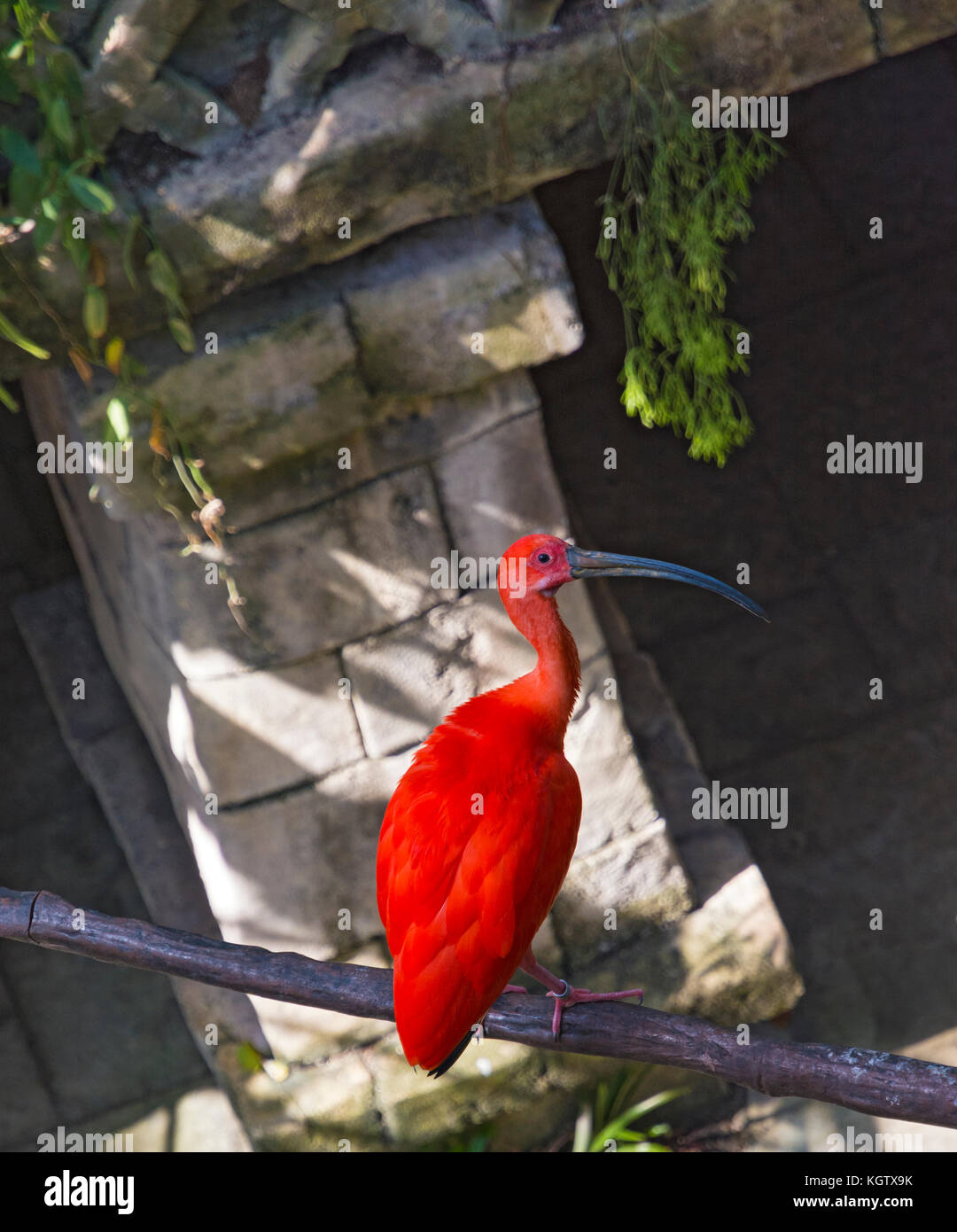 Texas, Galveston, Moody Gardens, Rainforest Pyramid, Scarlet ibis ...