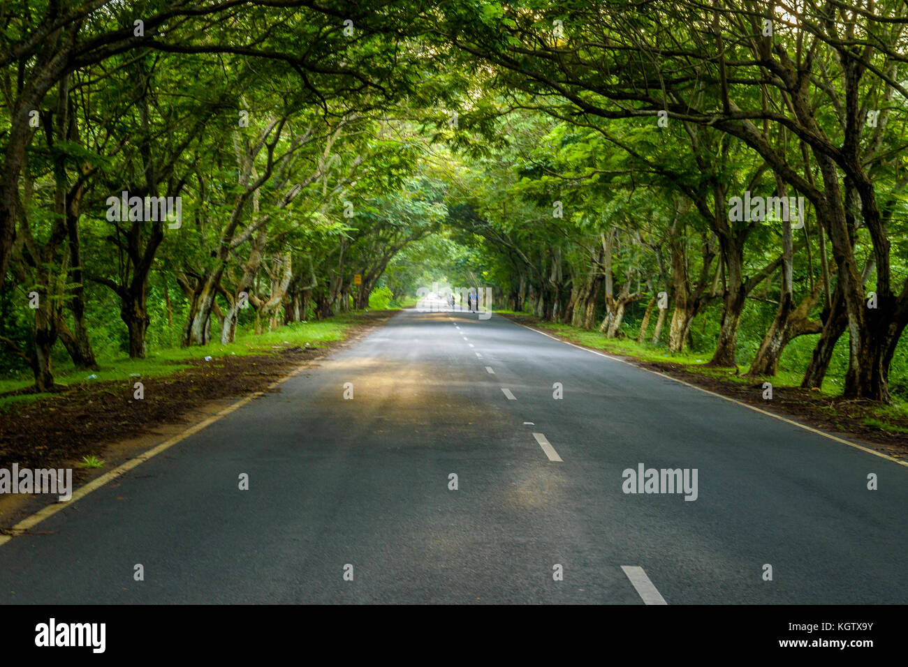 Indian National Highway with canopy of trees Stock Photo - Alamy