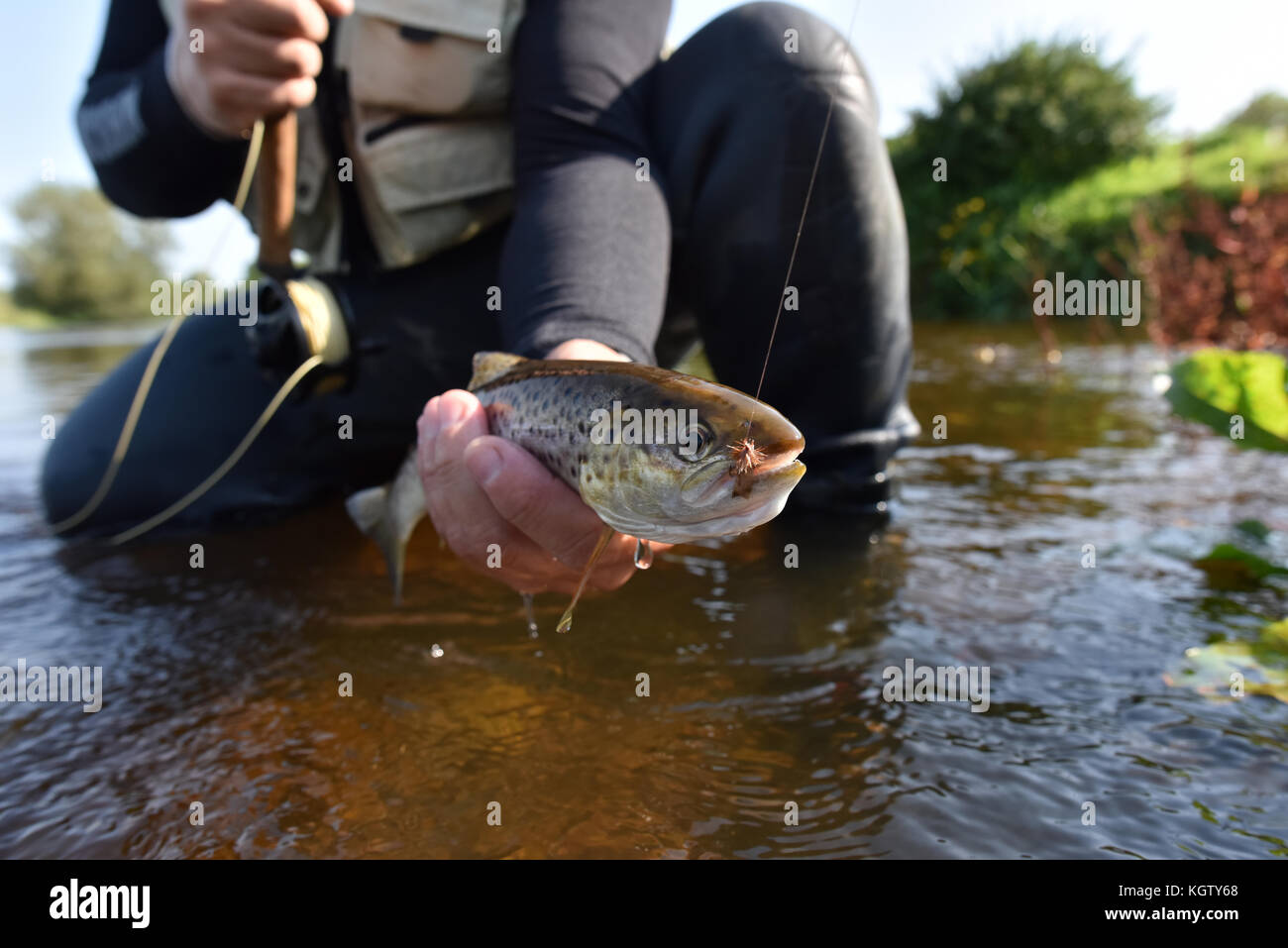 Fly-fisherman catching sea trout in river Stock Photo - Alamy