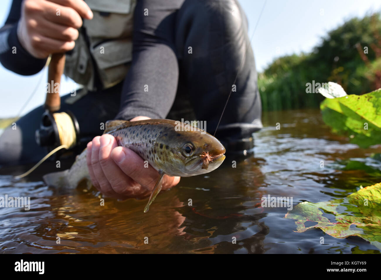 Fly-fisherman catching sea trout in river Stock Photo - Alamy