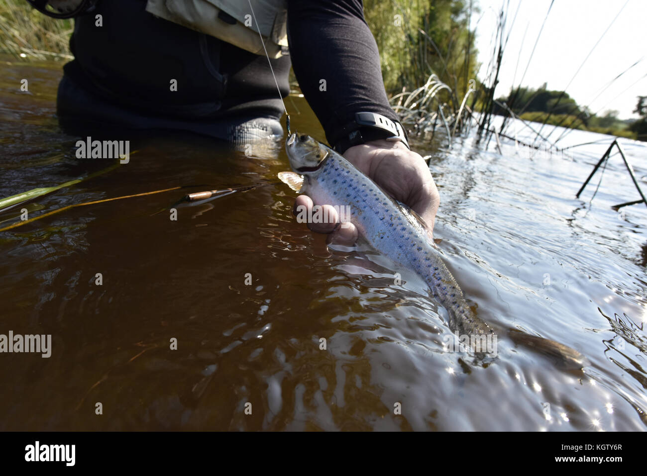 Fly-fisherman catching sea trout in river Stock Photo - Alamy