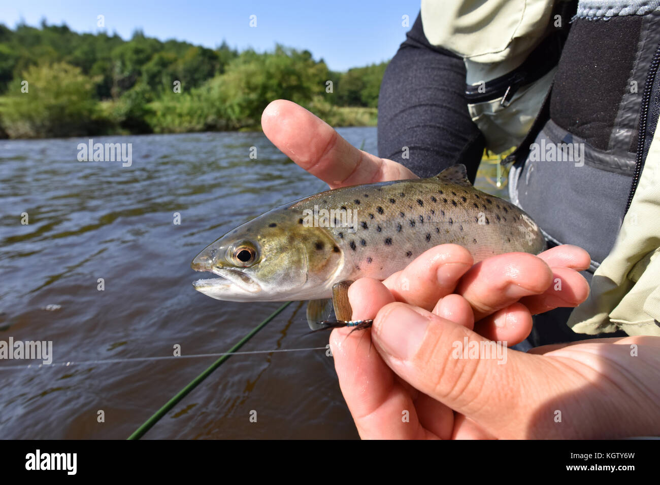 Seatrout hi-res stock photography and images - Alamy