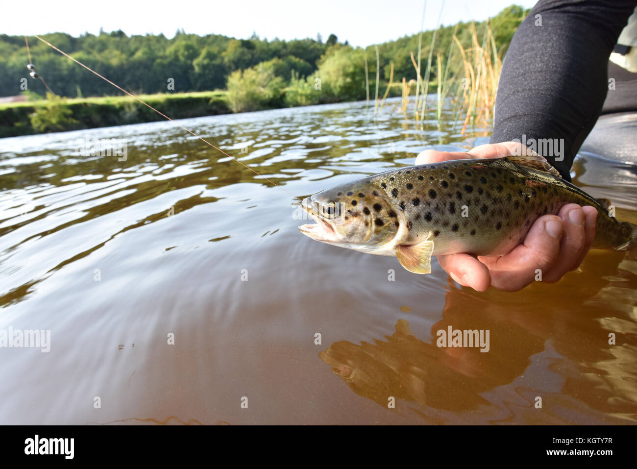 Fly-fisherman catching sea trout in river Stock Photo - Alamy