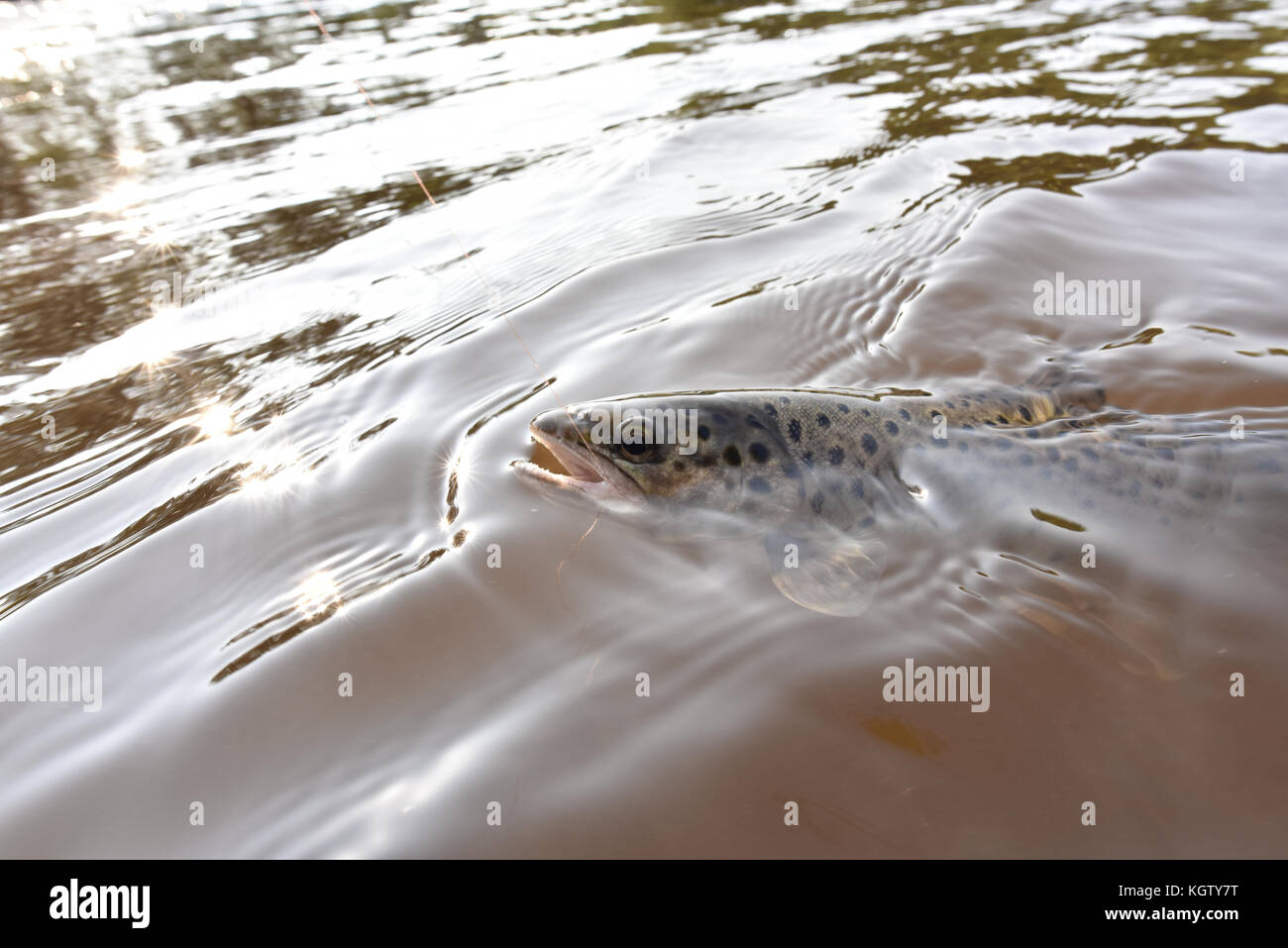 Fly-fisherman catching sea trout in river Stock Photo - Alamy