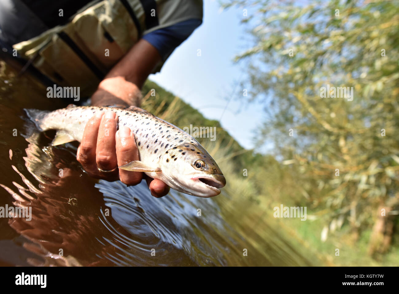 Fly-fisherman catching sea trout in river Stock Photo - Alamy