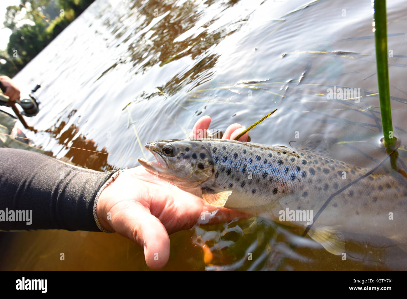 Fly-fisherman catching sea trout in river Stock Photo - Alamy
