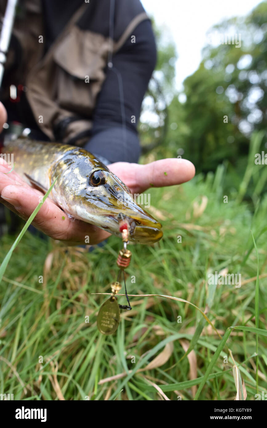 Closeup of pike caught by fisherman Stock Photo - Alamy