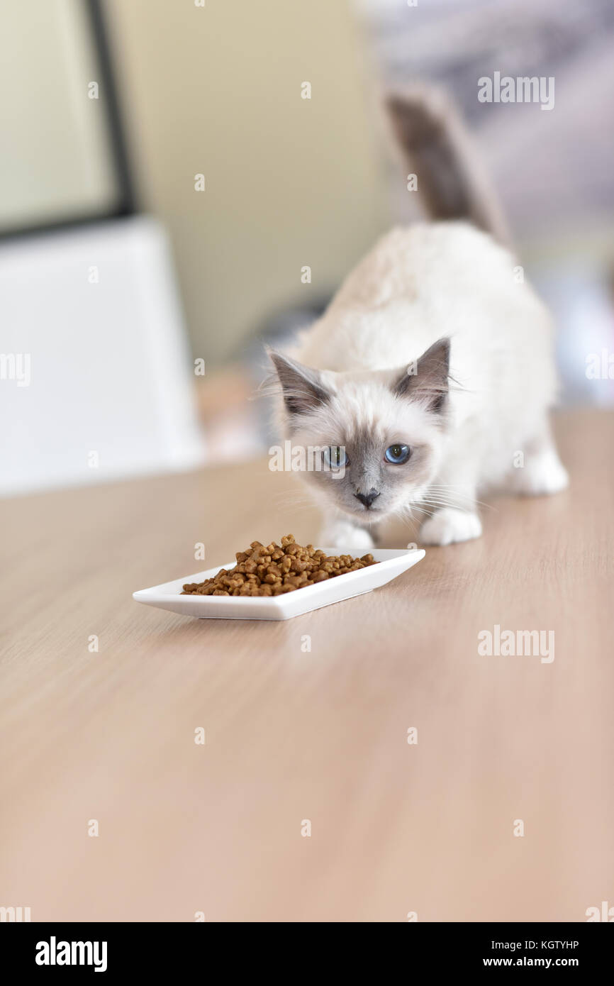 Little cat eating pet food Stock Photo - Alamy
