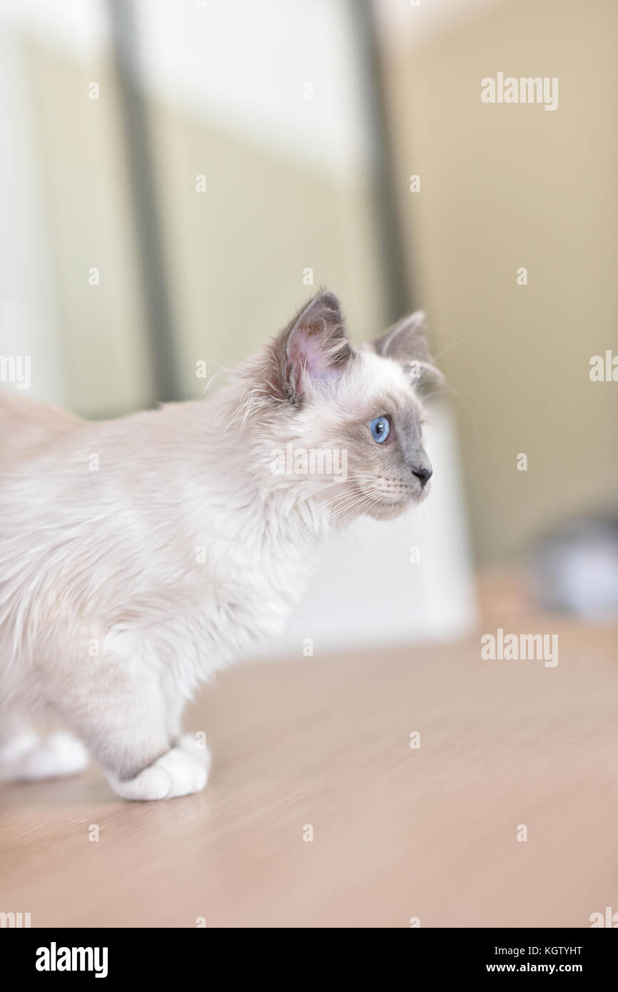 Profile view of Sacred cat of Burma Stock Photo - Alamy