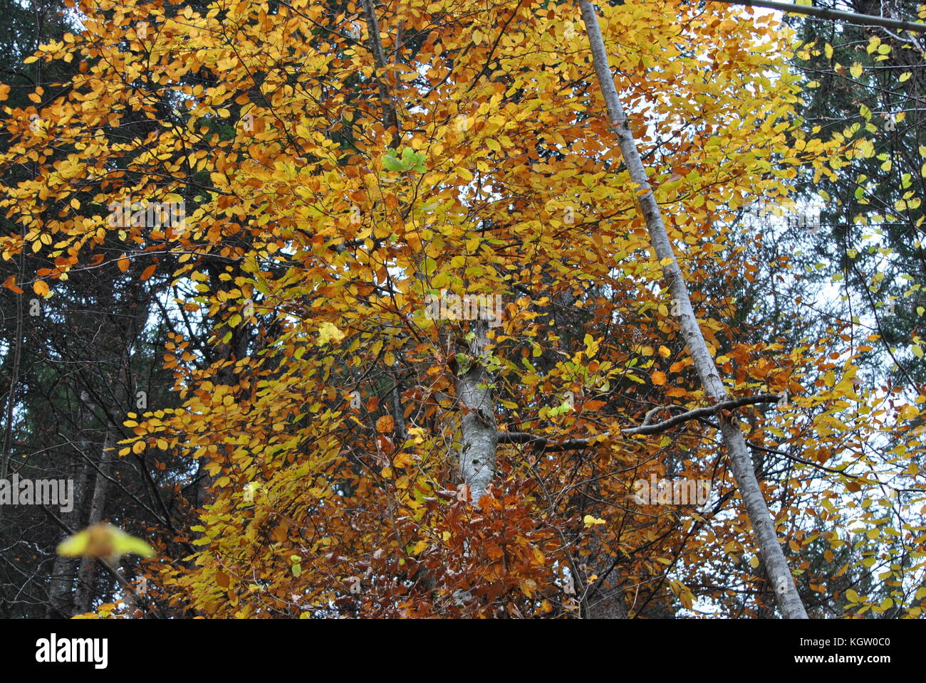 autumn magic colors Stock Photo - Alamy