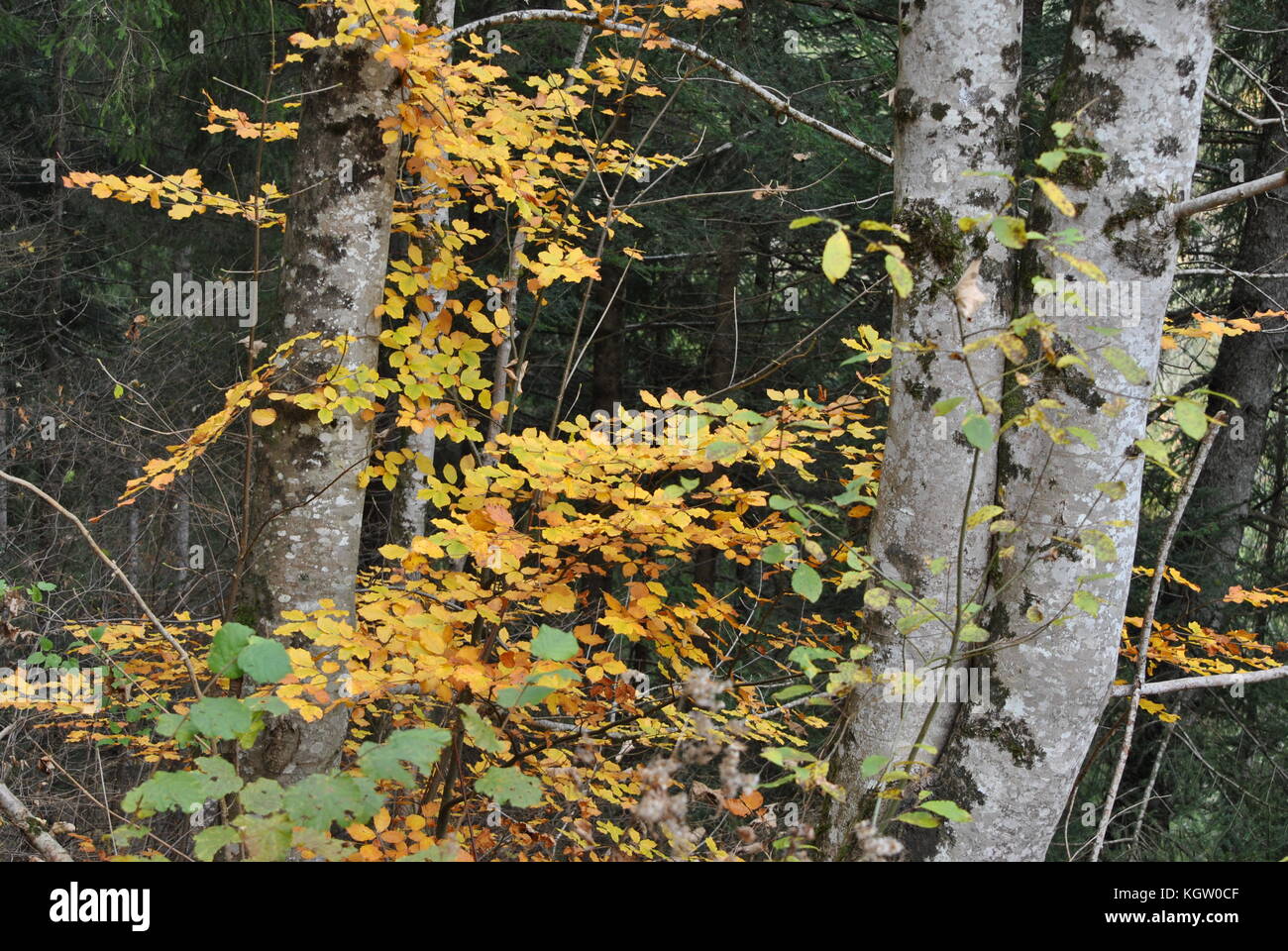 autumn magic colors Stock Photo - Alamy