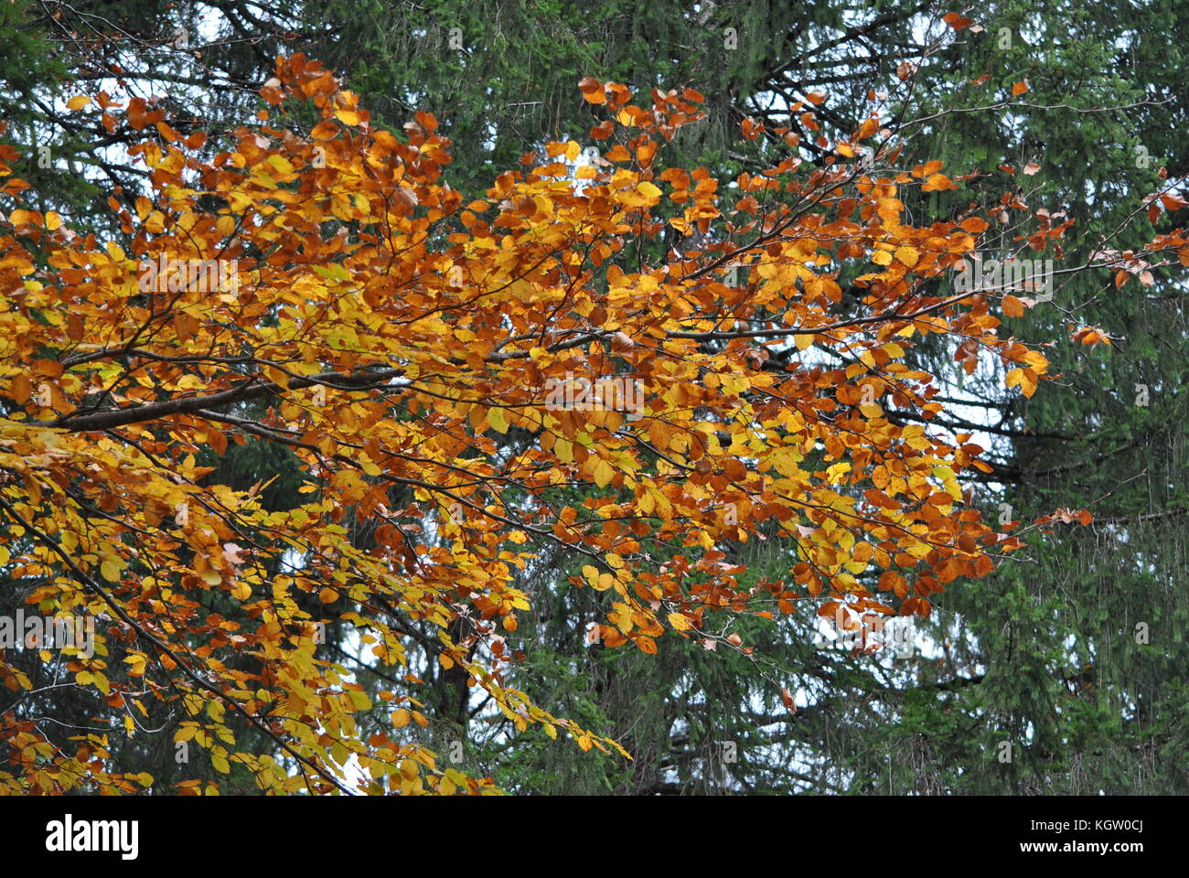 autumn magic colors Stock Photo - Alamy