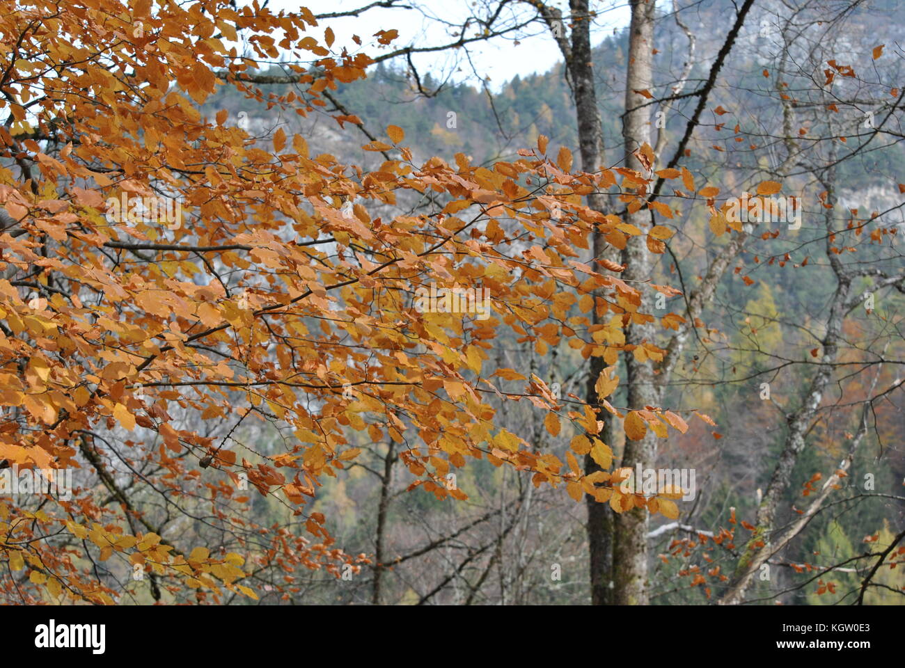 autumn magic colors Stock Photo - Alamy