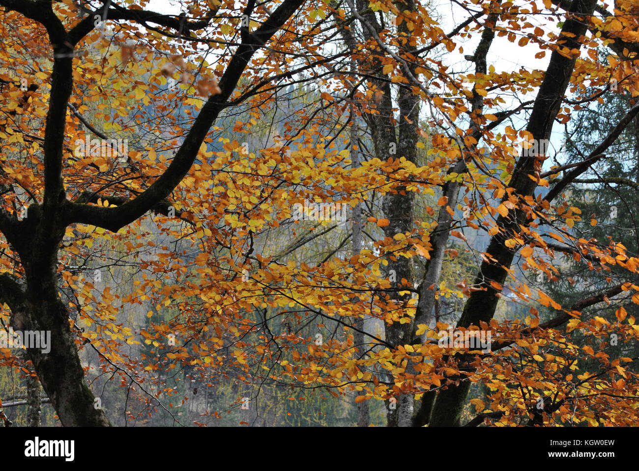 autumn magic colors Stock Photo - Alamy