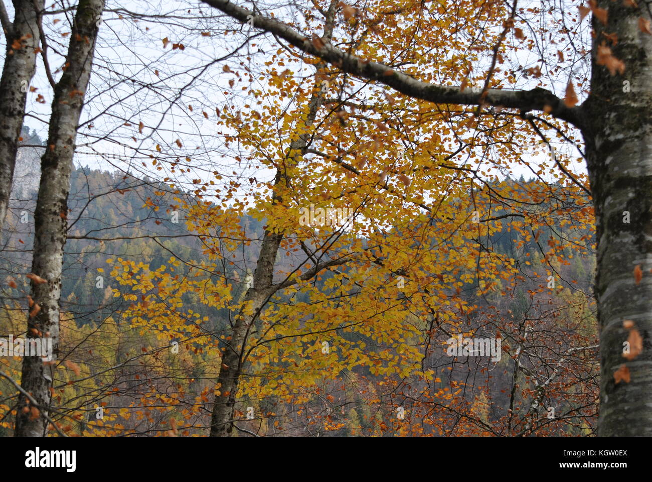 autumn magic colors Stock Photo - Alamy