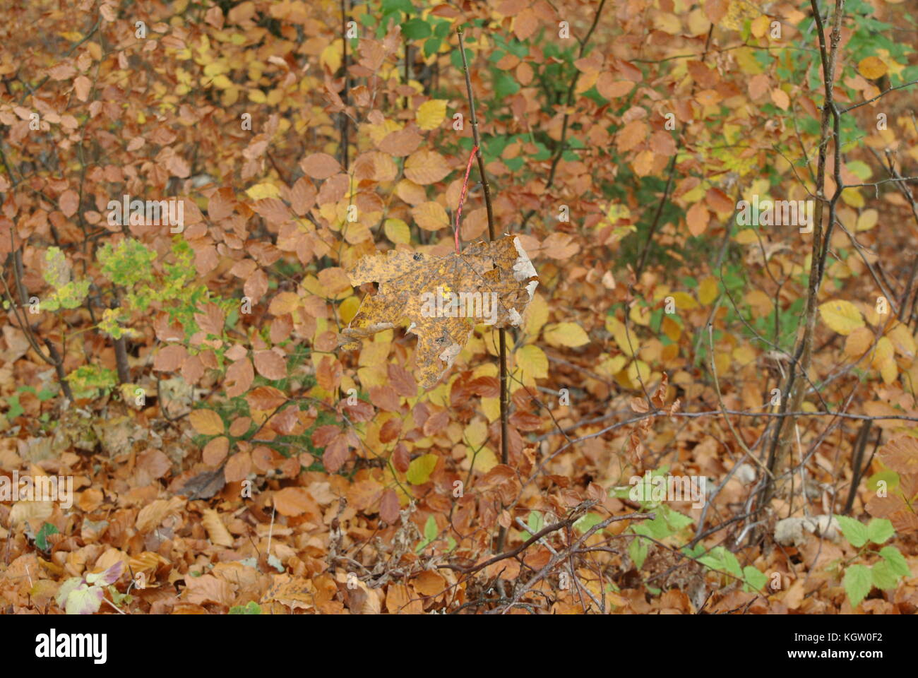 autumn magic colors Stock Photo - Alamy