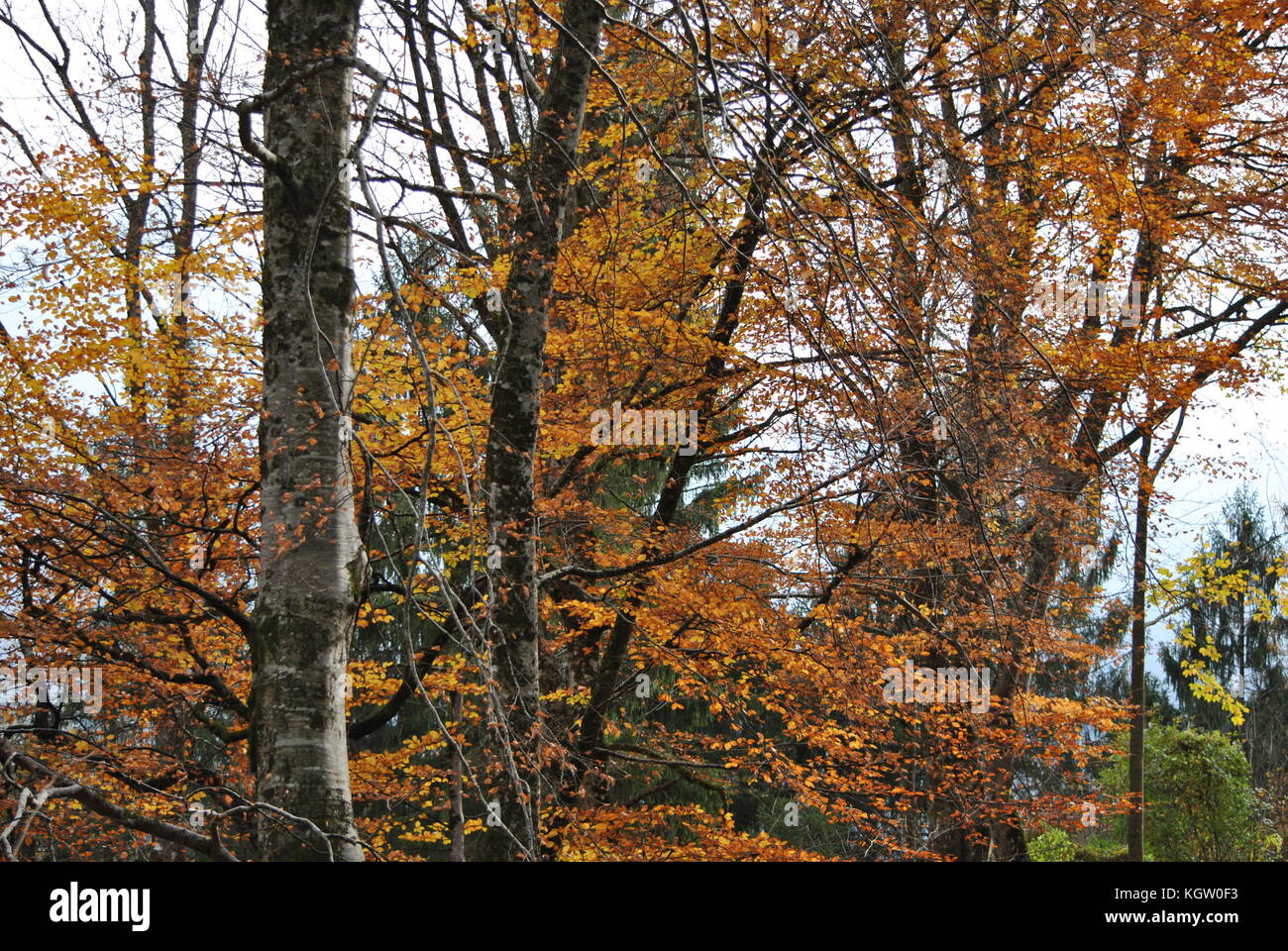 autumn magic colors Stock Photo - Alamy