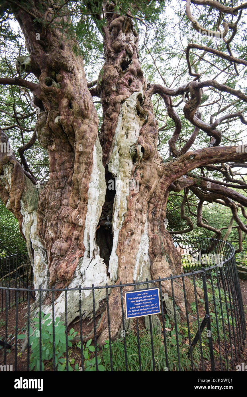 Crowhurst Village Scenes. Church. Yew Tree. Station. Oaks. A lovely ...