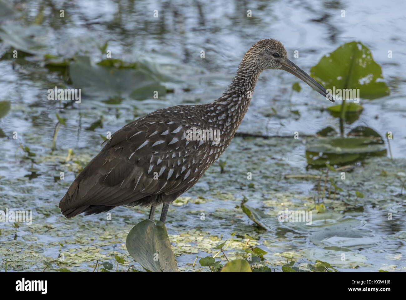 Limpkin, Aramus guarauna, feeding in wetlands, Florida Stock Photo - Alamy