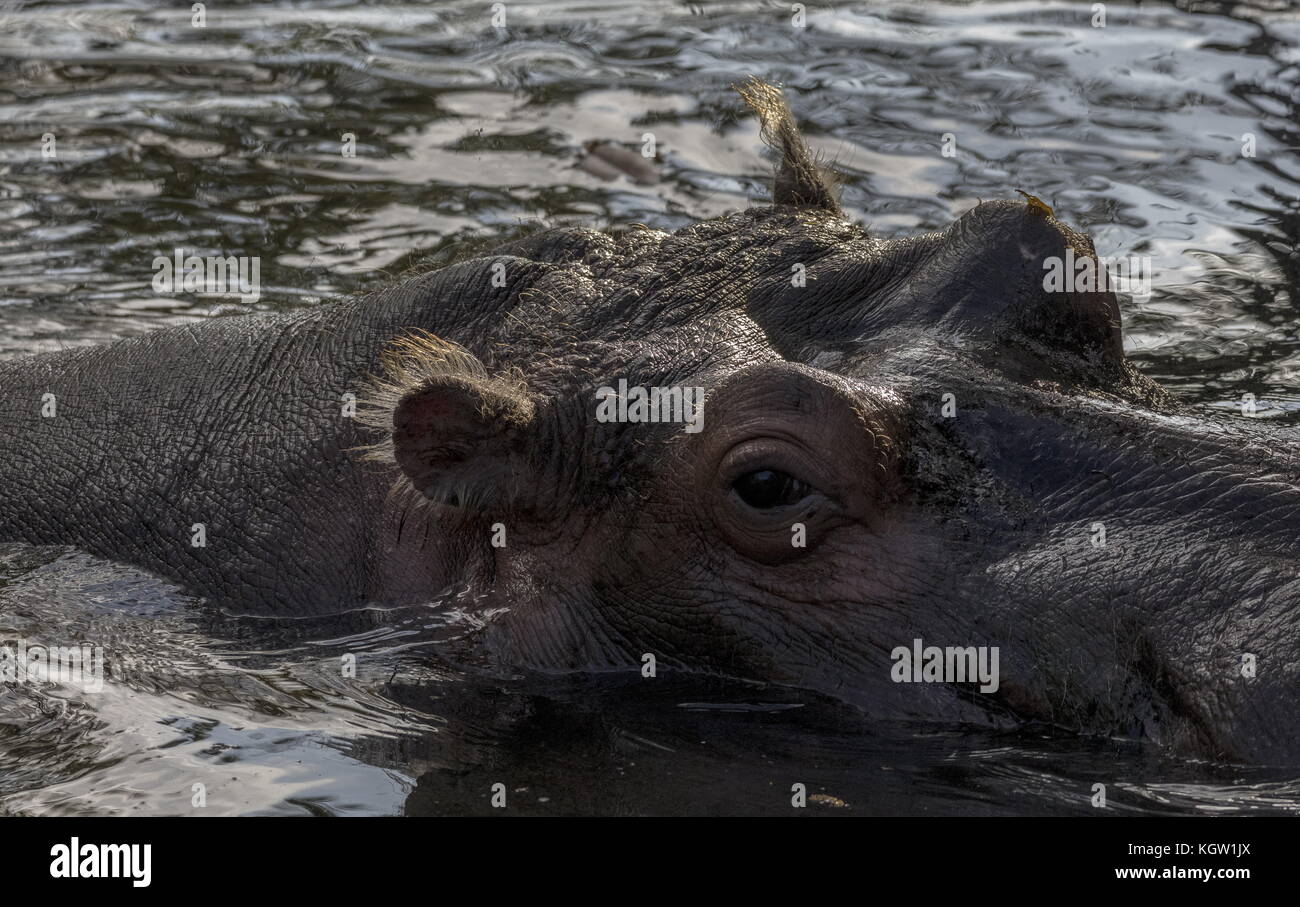 Common hippopotamus, Hippopotamus amphibius, resting in water Stock ...