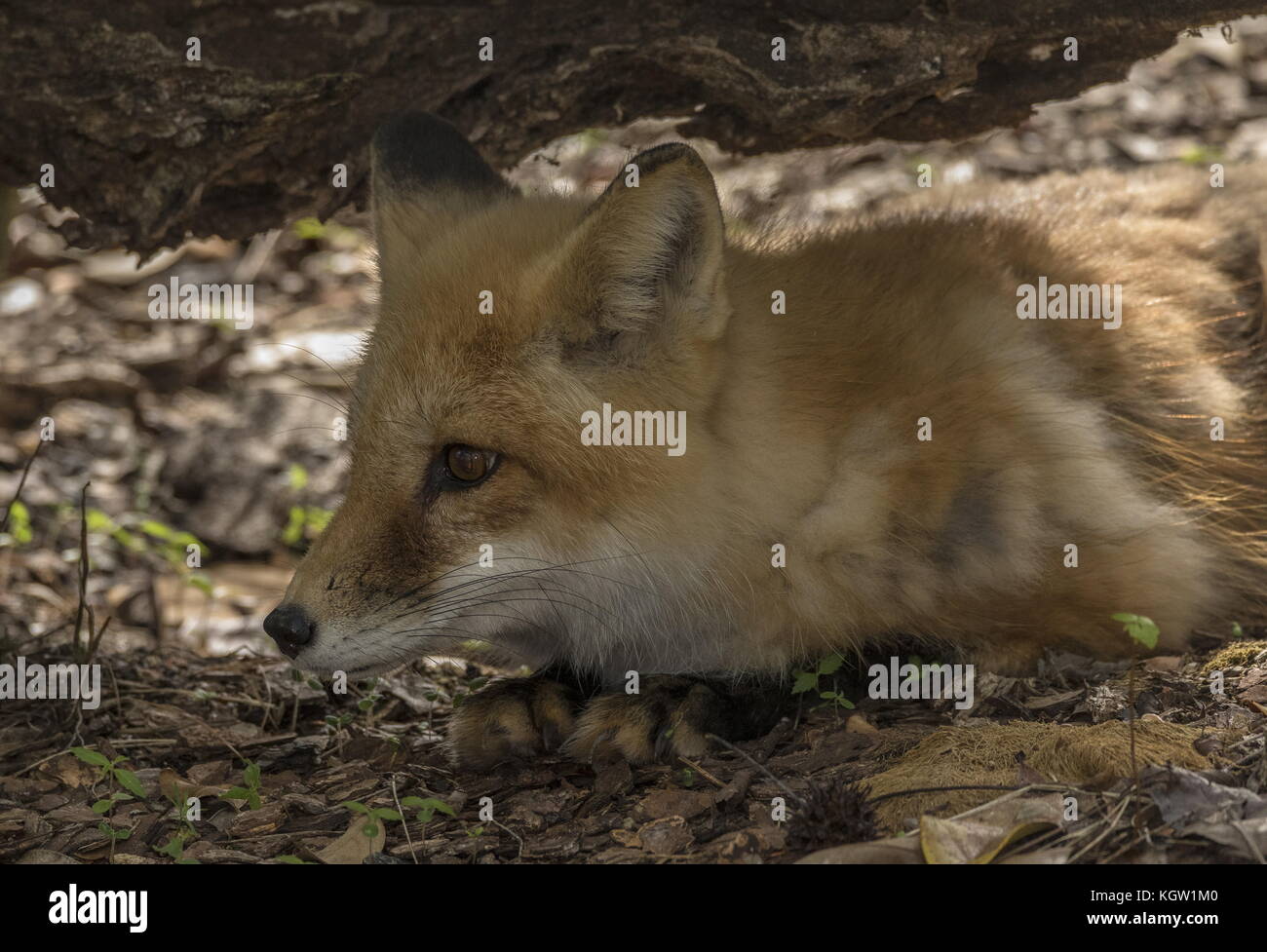 Red Fox, Vulpes vulpes, alert while hiding under log Stock Photo - Alamy
