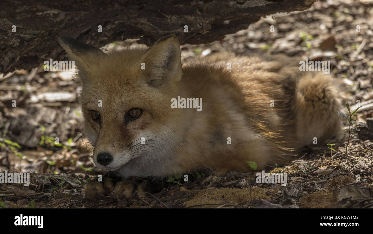 Photos Fox Hiding Foxy | A New Arrival At The Hide Is The Appearance