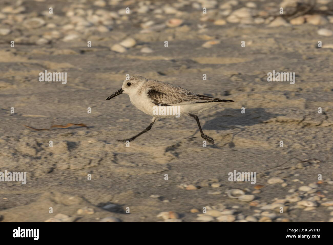 Sanderling in winter plumage hi-res stock photography and images - Alamy