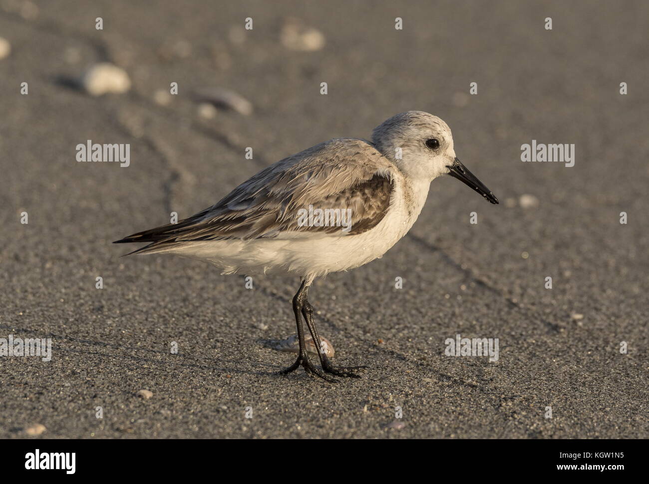 Sanderling in winter plumage hi-res stock photography and images - Alamy