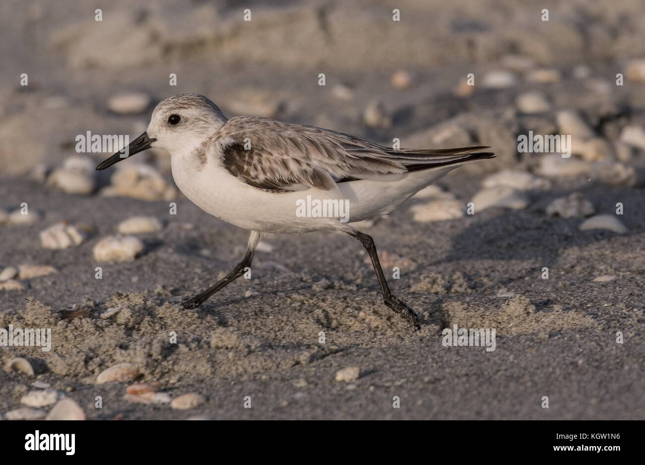 Sanderling, Calidris alba, adult in winter plumage feeding on sandy ...