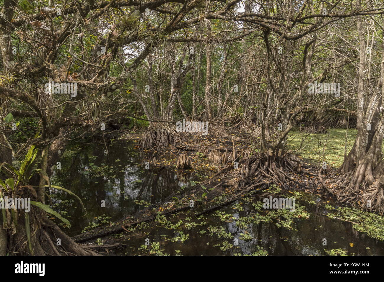 Corkscrew Swamp Sanctuary, a large Audubon freshwater marsh, Florida ...