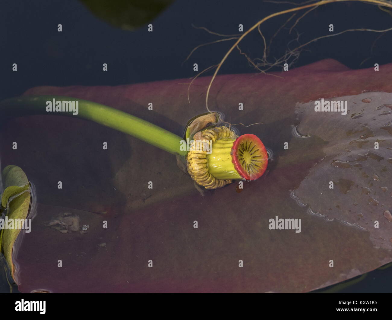 Fruit of Spatterdock, Nuphar advena, in the Florida Everglades Stock ...