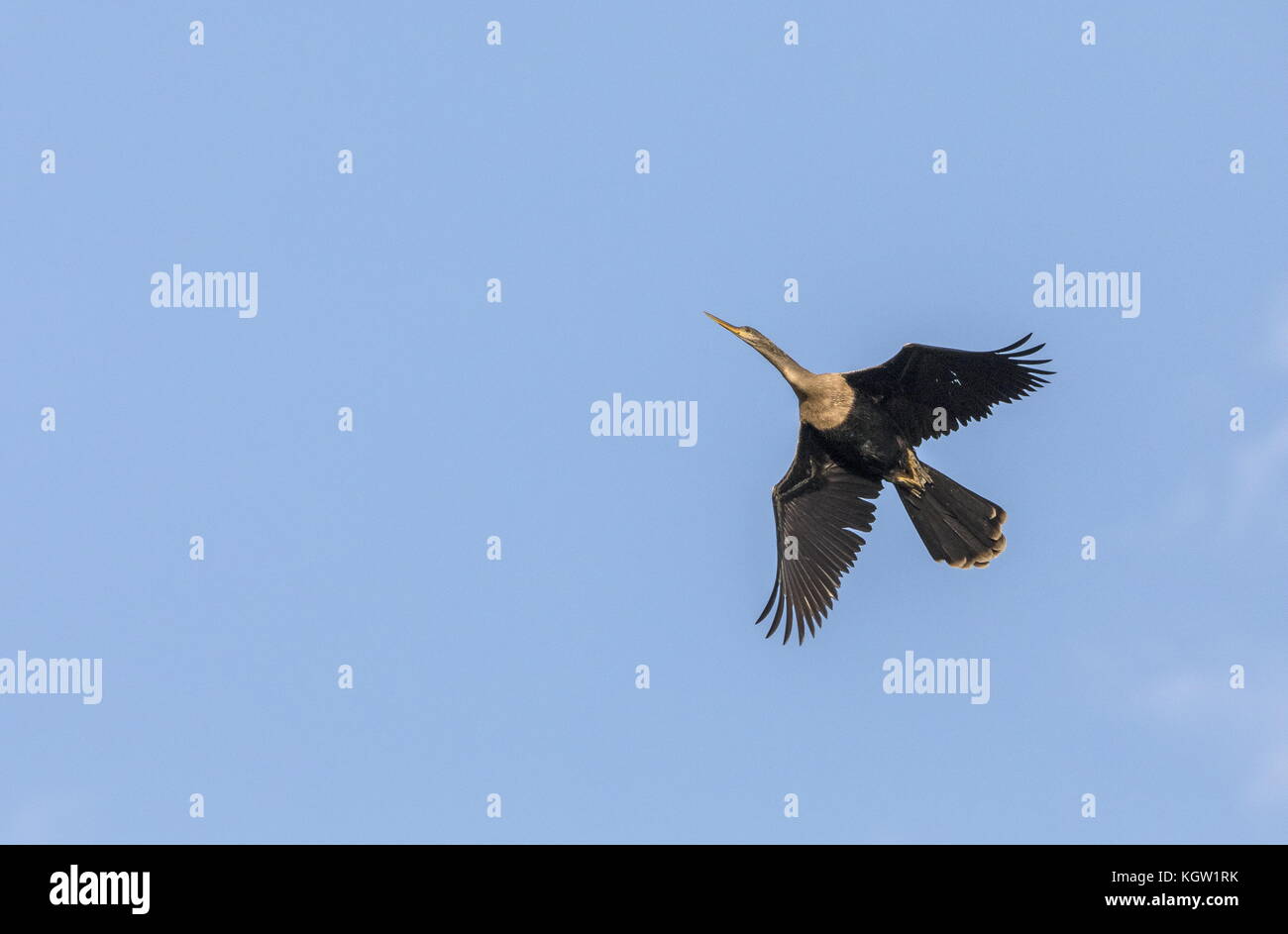 Anhinga, Anhinga anhinga, in flight; Florida Stock Photo - Alamy