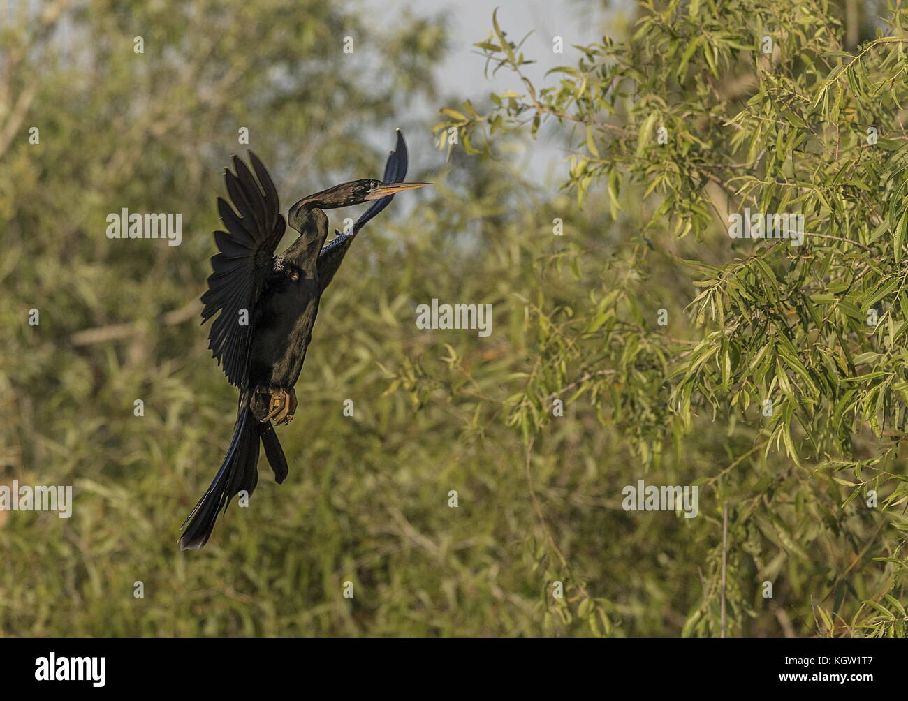 Anhinga, Anhinga anhinga, in flight; Florida Stock Photo - Alamy