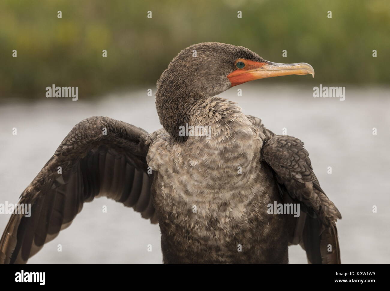 Immature Double-crested cormorant, Phalacrocorax auritus, in the ...